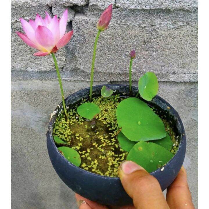 Mini lotus flower seed/ dwarf lotus flower seed/ biji benih bunga ...
