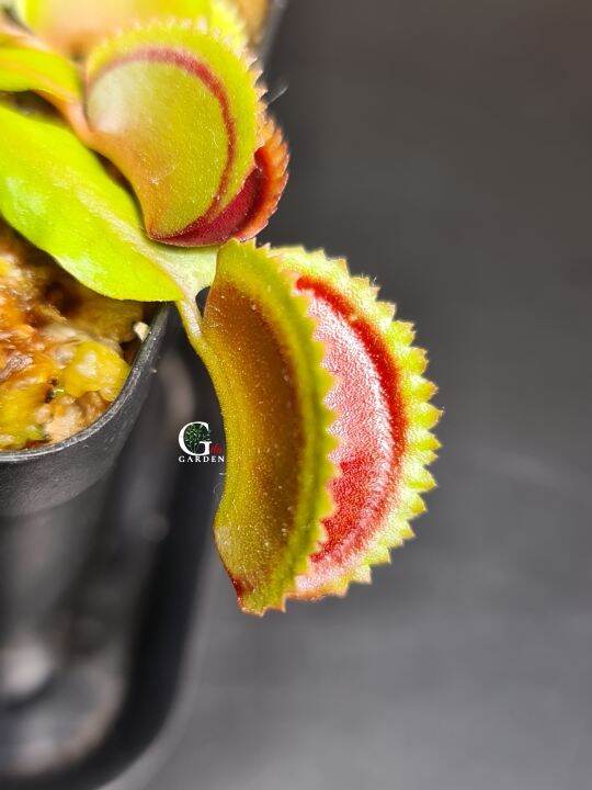 Venus Flytrap Roaring Flame [Dionaea Muscipula, Venus Flytrap ...