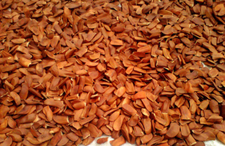 Biji Tanaman Mahoni 1kg untuk tanam / biji mauni / biji mahoni siap ...