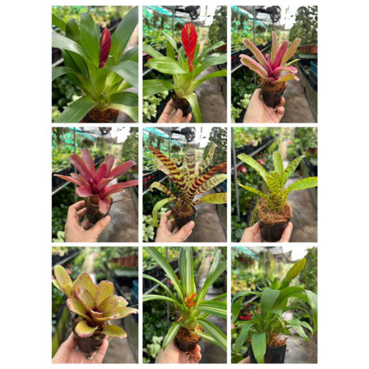 [Houseplant] [Bromeliad] Assorted Small Bromeliad selection in poly bag ...