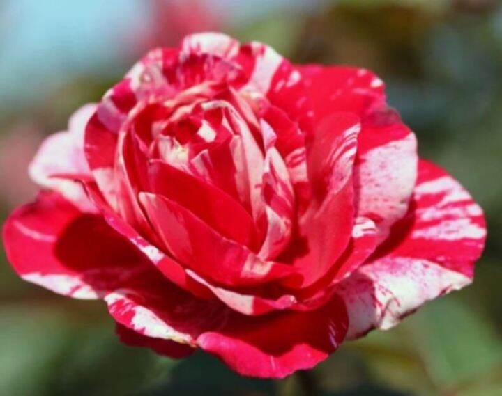 30 เมล็ด เมล็ดพันธุ์ กุหลาบ สตาร์แอนด์สไตร้พส์ Tiger Striped Rose Seeds ...