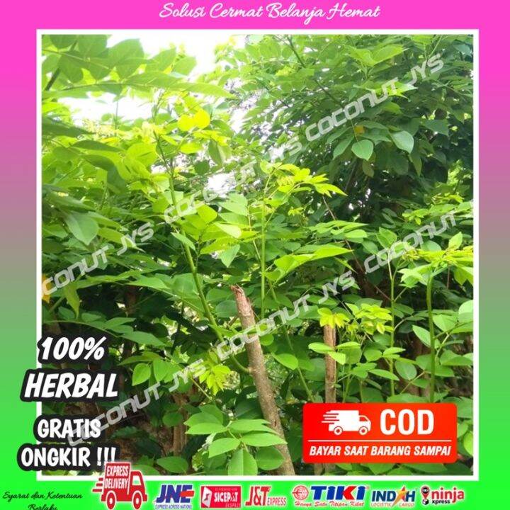 bibit tanaman stek pohon gamal panjang 40 cm untuk ramabatan tanaman ...