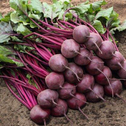 Red Beet Plant Seeds Garden seeds Vegetable seeds | Lazada PH
