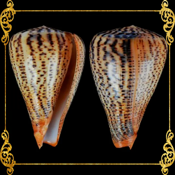 Conus Surat | Conus Suratensis | 3 - 4 Inches | Lazada PH