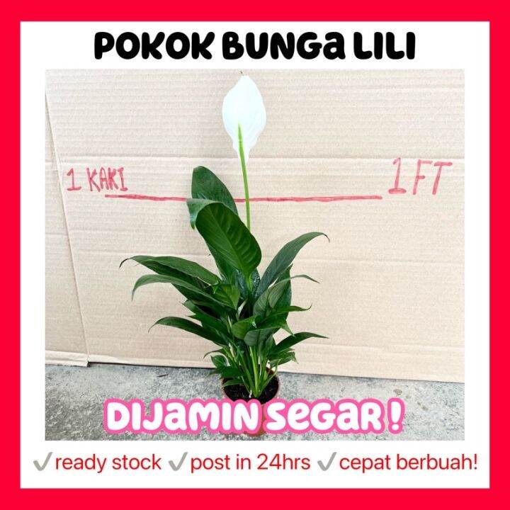 Rina • anak pokok bunga lili • peace lily spathiphyllum indoor houseplant white flower garden ...