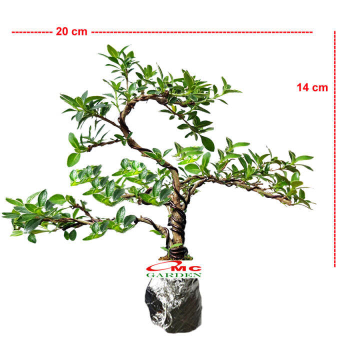 Bonsai Bonsae Mirten Mame Melati Jepang Tanaman Hias 001 | Lazada Indonesia