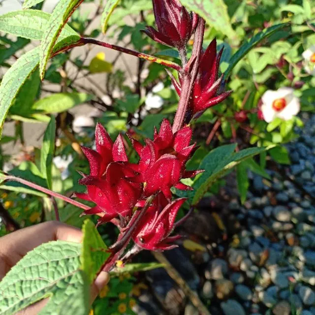 Hibiscus Red Roselle rosella seeds | Lazada PH
