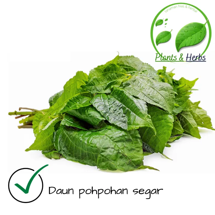 Lalapan daun pohpohan segar | Lazada Indonesia