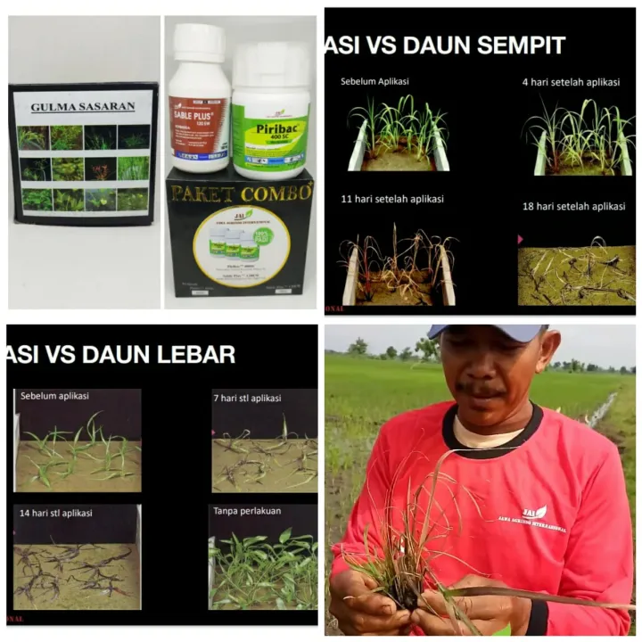 Herbisida selektif sistemik padi Paket Combo PIRIBAC OBAT rumput padi ...