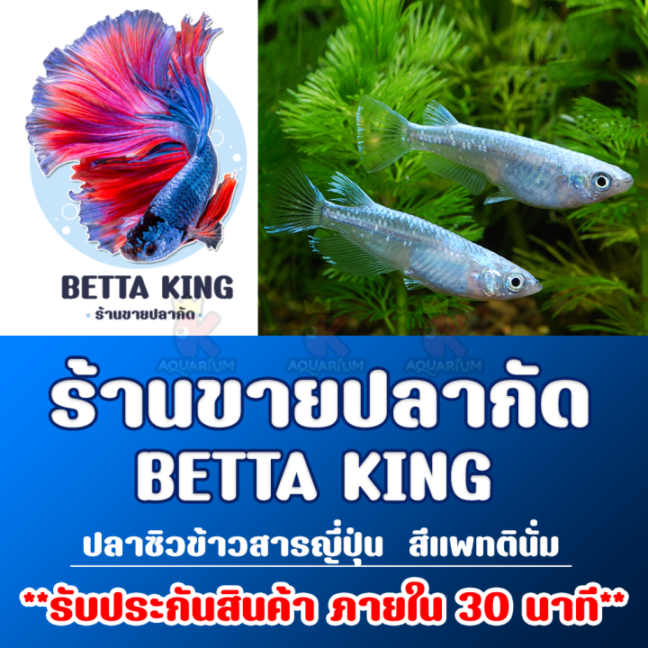 ร้านขายปลากัด King Betta ปลาซิวข้าวสารญี่ปุ่น แพทตินั่ม ไซส์ 2cm 5ตัว น่ารัก ตัวเล็ก คัดเกรดสวยๆ ...