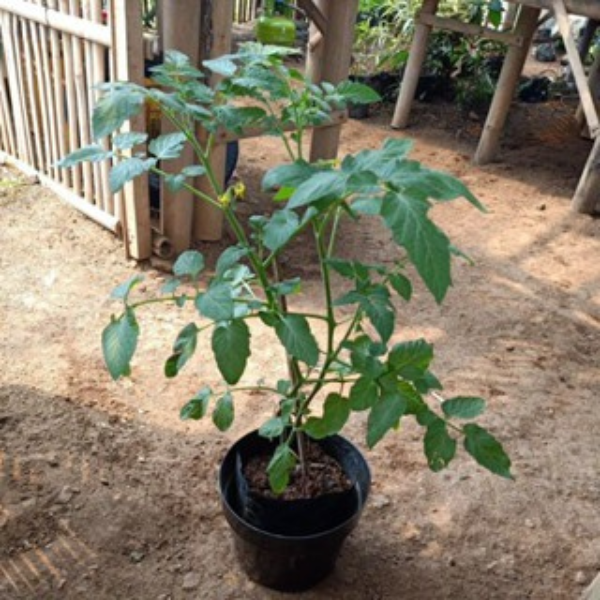 PROMO 3 BIBIT TANAMAN TOMAT APEL / TOMAT SAYUR SIAP TANAM CEPAT BERBUAH ...