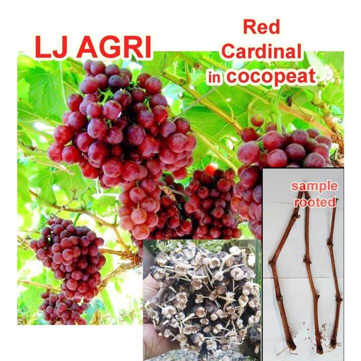 Rooted GRAPES CUTTINGS RED CARDINAL w/ roots Grape cutting Brazillian ...