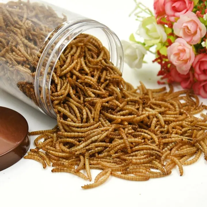 Dried Meal Worm/Mealworm for Sugar Glider and Hamster ulat roti kering ...