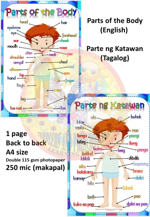 Body Parts | English and Tagalog | A4 size | 250 mic (makapal) | Lazada PH