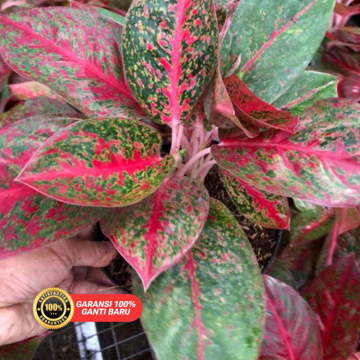 Aglaonema red stardust Tanaman Aglonema Red Stardust ratudaun nursery ...