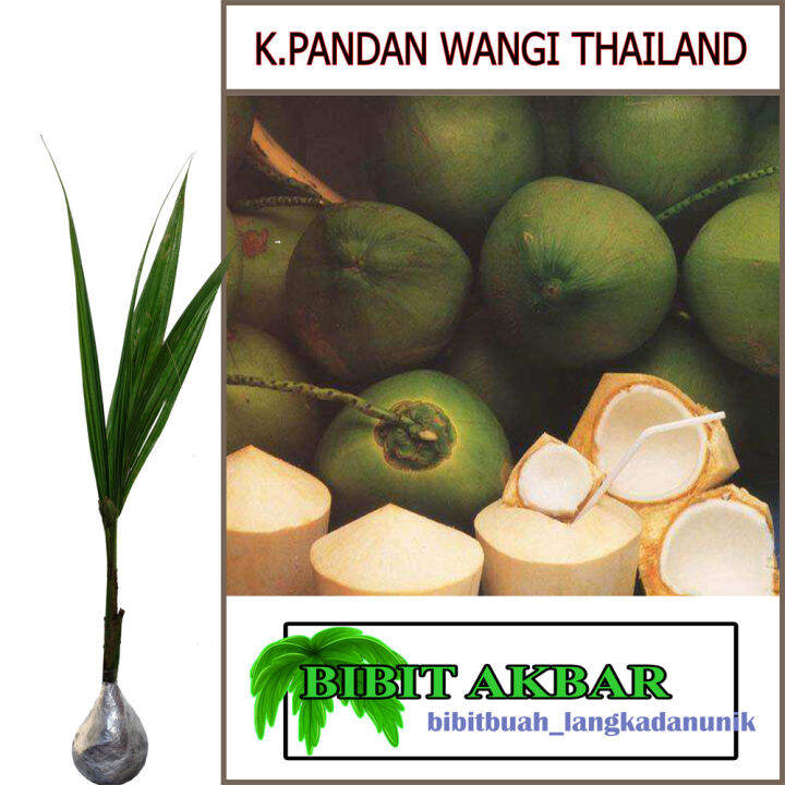 Pohon Kelapa: Klasifikasi, Ciri-ciri Dan Manfaat (Up 2022), 53% OFF Pohon Kelapa: Klasifikasi, Ciri-ciri Dan Manfaat (Up 2022), 53% OFF