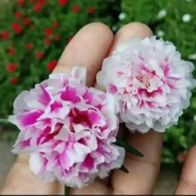 pohon sutra bombay/kembang jam 8/sutra bombay | Lazada Indonesia