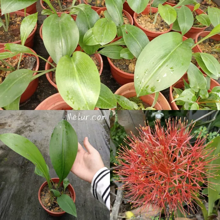 MM- Firecracker Lily Plant / Fireball Lily Plant / Blood Lily / pokok ...
