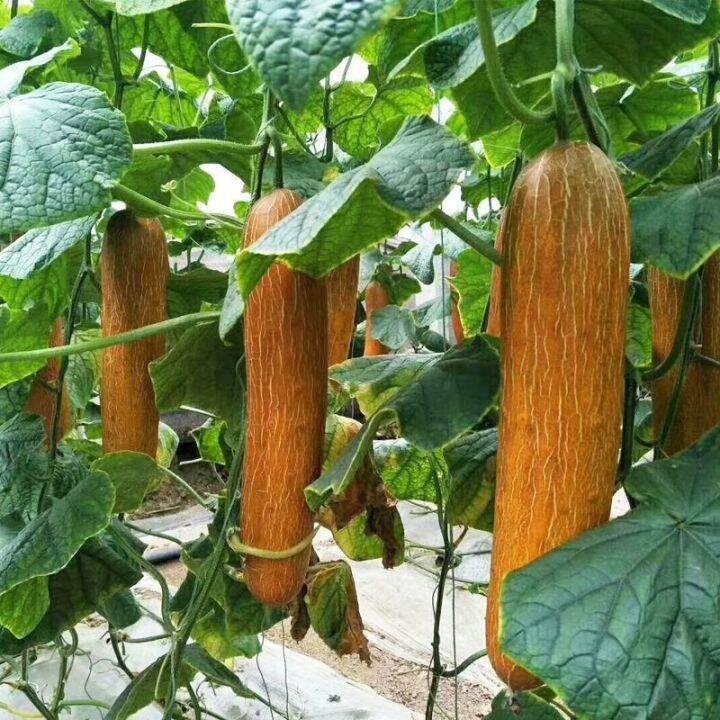 Benih Timun Tua (12 Seeds)/老黄瓜籽/Old Cucumber Seed | Lazada
