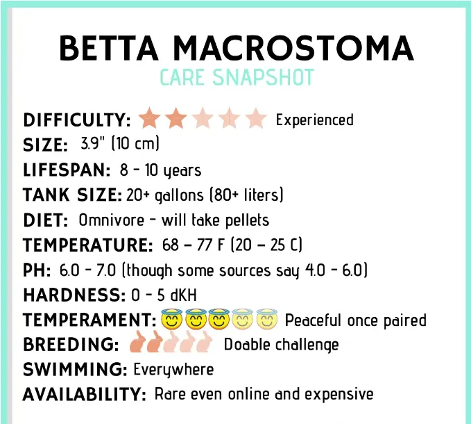 BETTA MACROSTOMA / SPOTFIN BETTA – 文莱红战狗【PAIR】 – Su's Aquatic