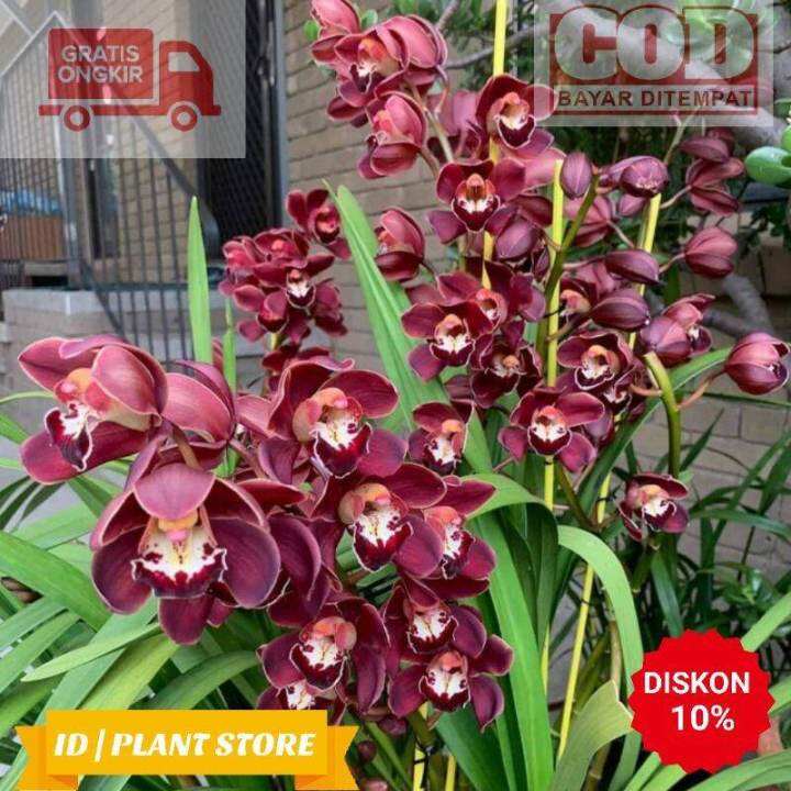 Tanaman hias anggrek cymbidium australia red-anggrek cymbidium-tanaman ...