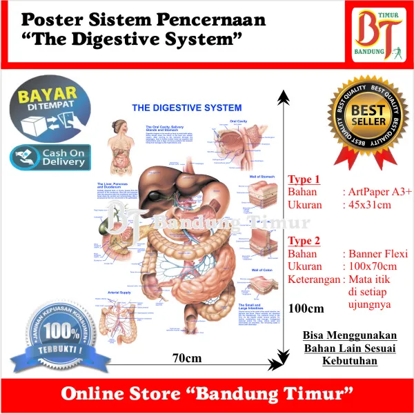 POSTER SISTEM PENCERNAAN THE DIGESTIVE SYSTEM | Lazada Indonesia