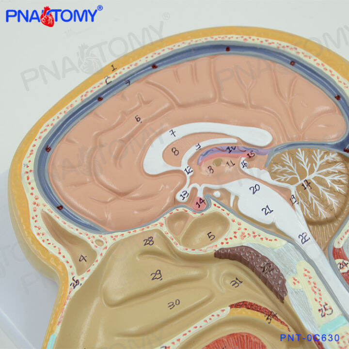 Spot parcel post Human Head Transverse Cut Face Shape Cut in Structure ...