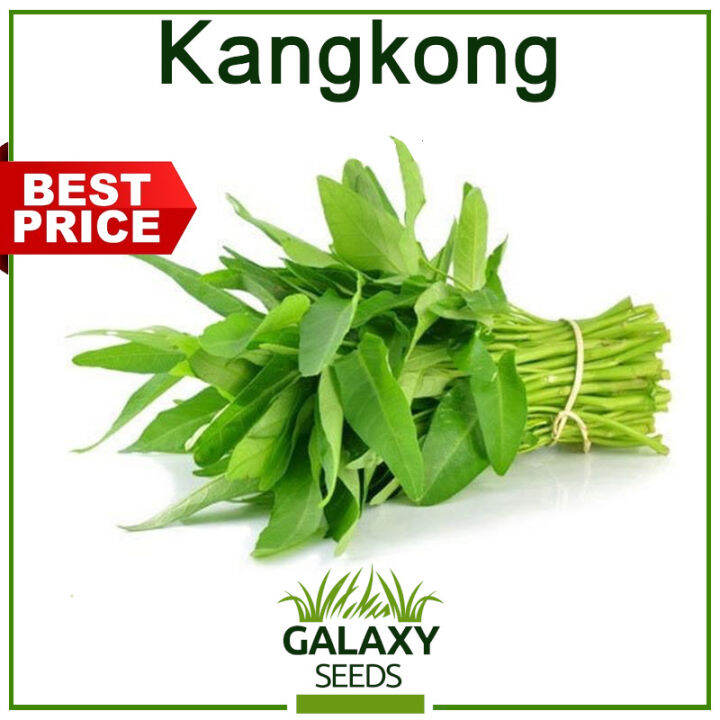[Galaxy Seeds] Kankong Seeds for Planting Vegetable Plants (+/-50 Seed ...