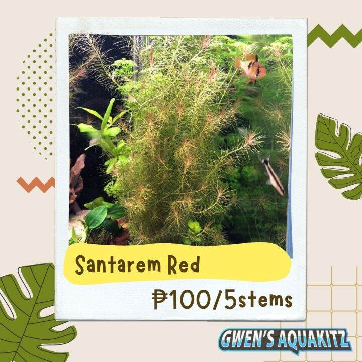 Mayaca Fluviatilis, Mayaca sp. Santarem Red(Rare) - Low Tech Aquatic ...