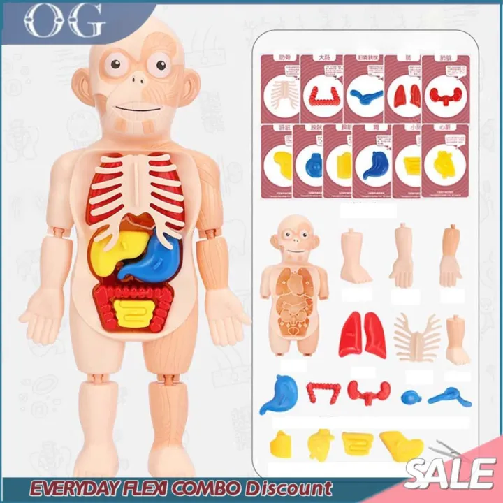 Human Torso Body Anatomy 3D Puzzle Model Kit Science for Children Kids ...