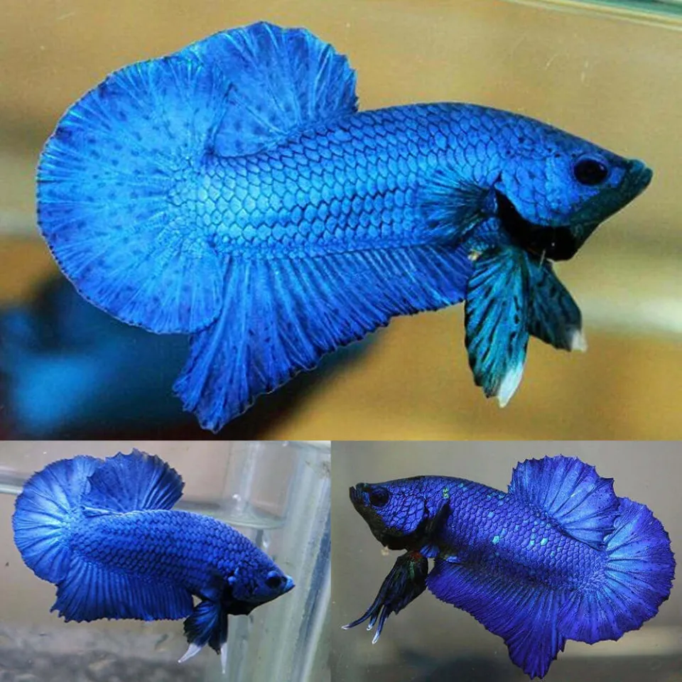 Betta Fish Male Blue