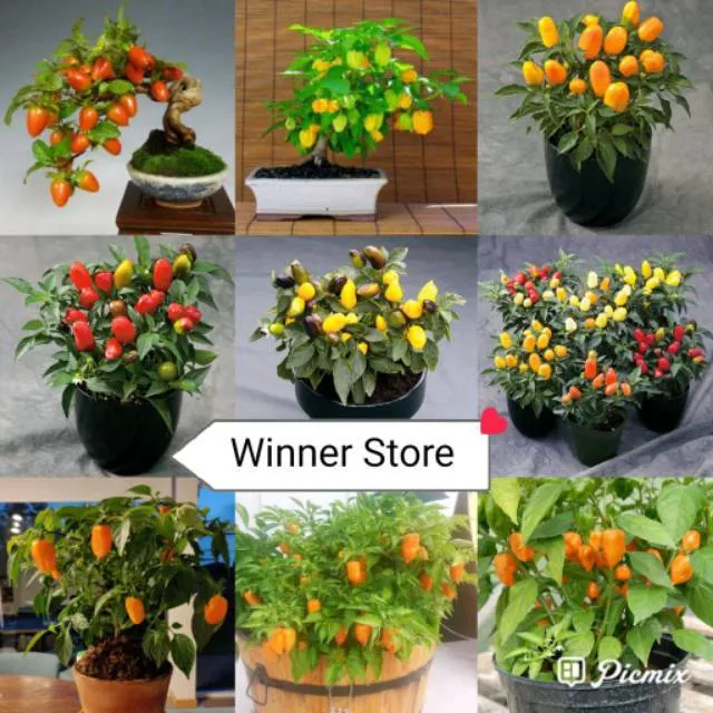 2 bonsai cengek lombok cabe cabai chili pepper capsicum chinense ...