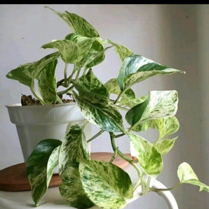 tanaman hias Sirih gading variegata / sri gading varigata - epipremnum ...