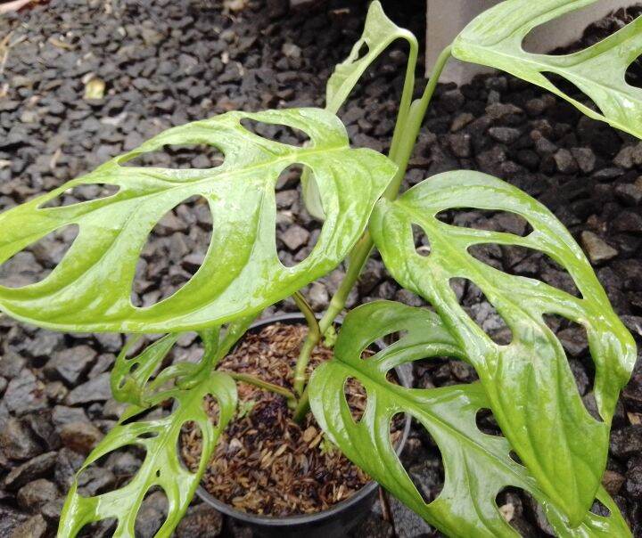 MONSTERA ADANSONII - JANDA BOLONG | Lazada Indonesia
