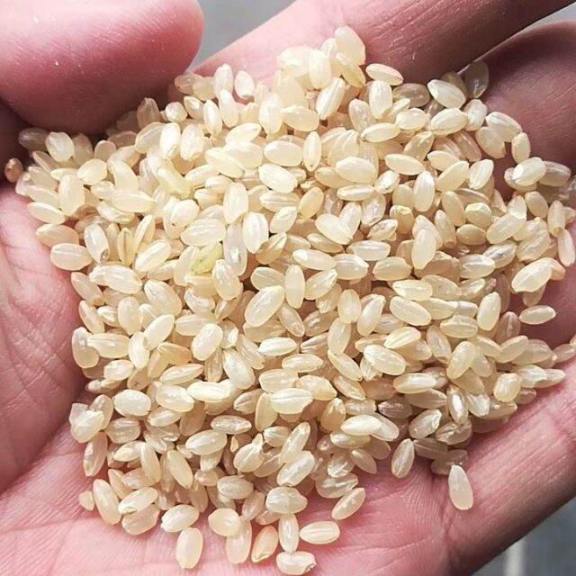 Pearl Brown Rice 珍珠 糙米 Beras Perang Import 900grams | Lazada
