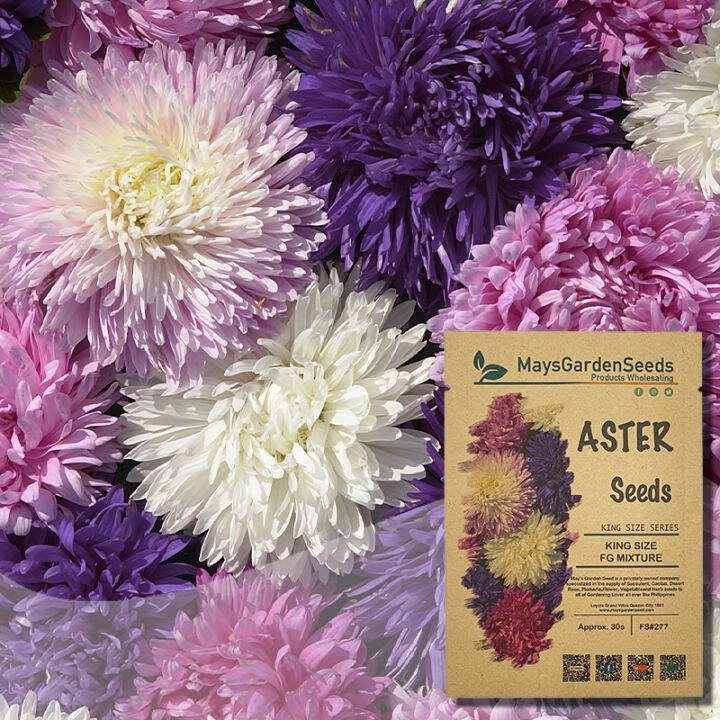 Aster King Size FG Mixture Seeds, King Size Series, Callistephus ...