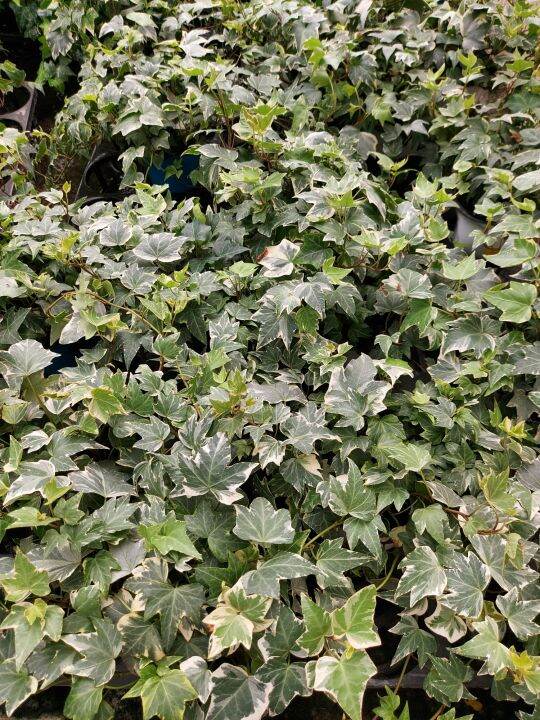 Hedera Helix Variegated English Ivy Indoor Home Potted Plant | Lazada ...