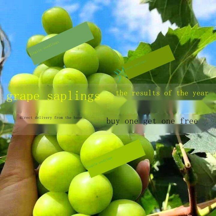 Authentic grafting seedless grape seedlings sunshine rose varieties ...