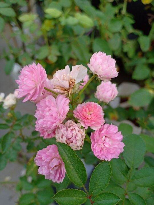 POKOK ROSE POLI BER ID CHANDRIKA SAIZ POLIBEG STANDARD | Lazada