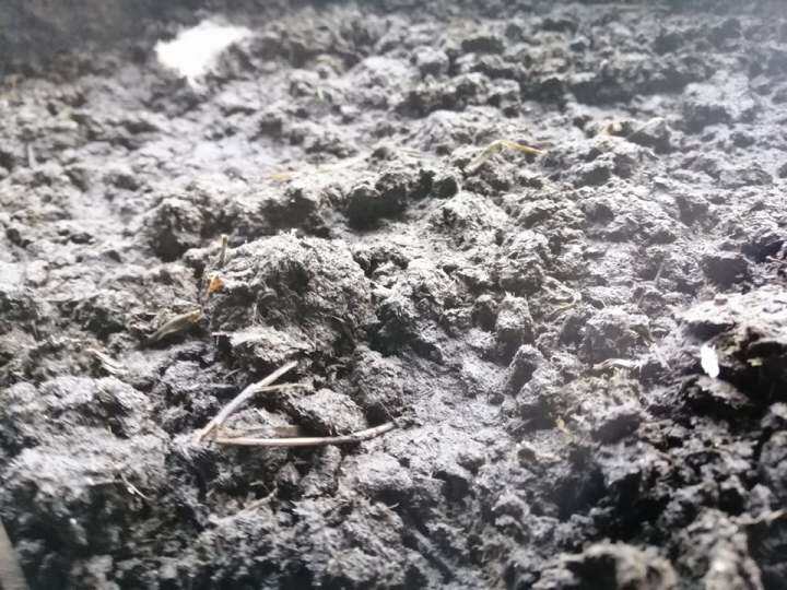 Vermicompost Worm Bedding 7KG | Lazada