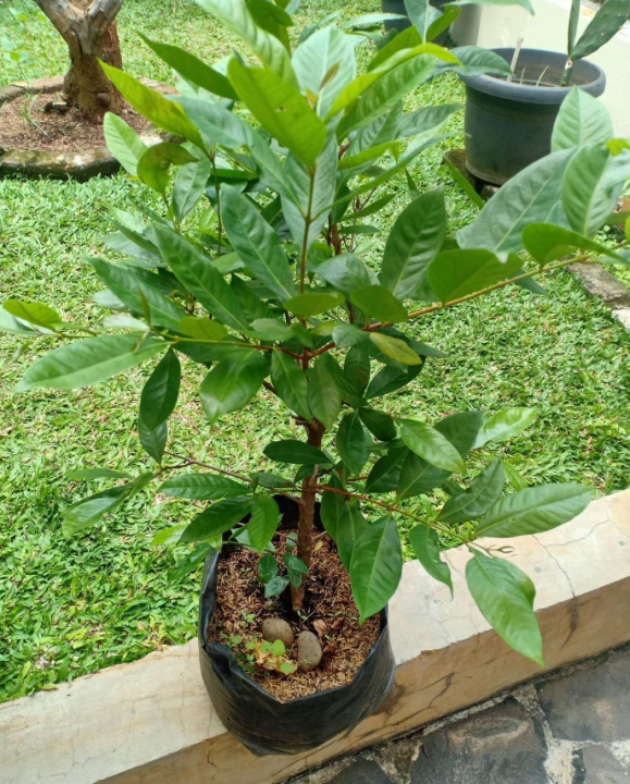 Pohon Rempah Asli Daun Salam (Syzygium polyanthum) | Lazada Indonesia