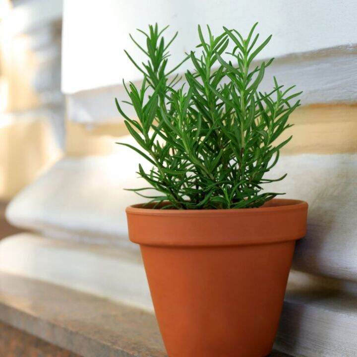 Rosemary Plant ( LUZON ONLY ) (Outdoor Plant, Real Plant, Live Plant ...