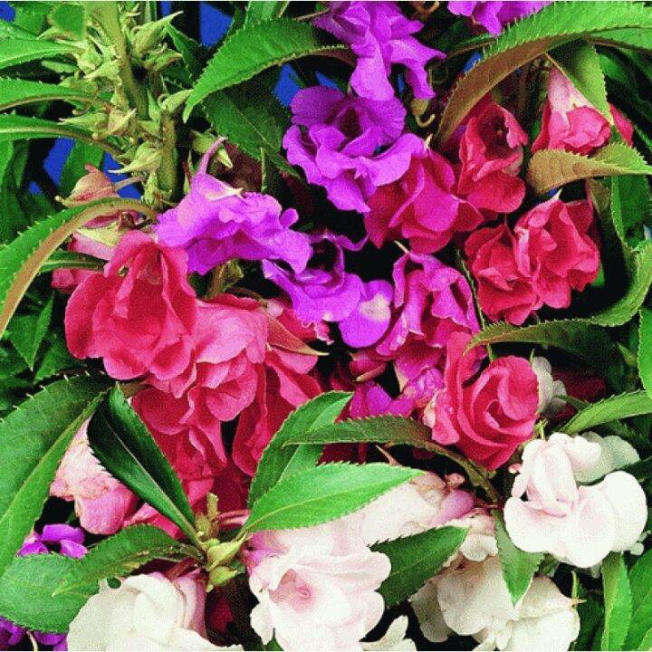 VICTORY SEED 5 Lembar Daun Segar Pacar Banyu Air Bunga Sampar Aik ...