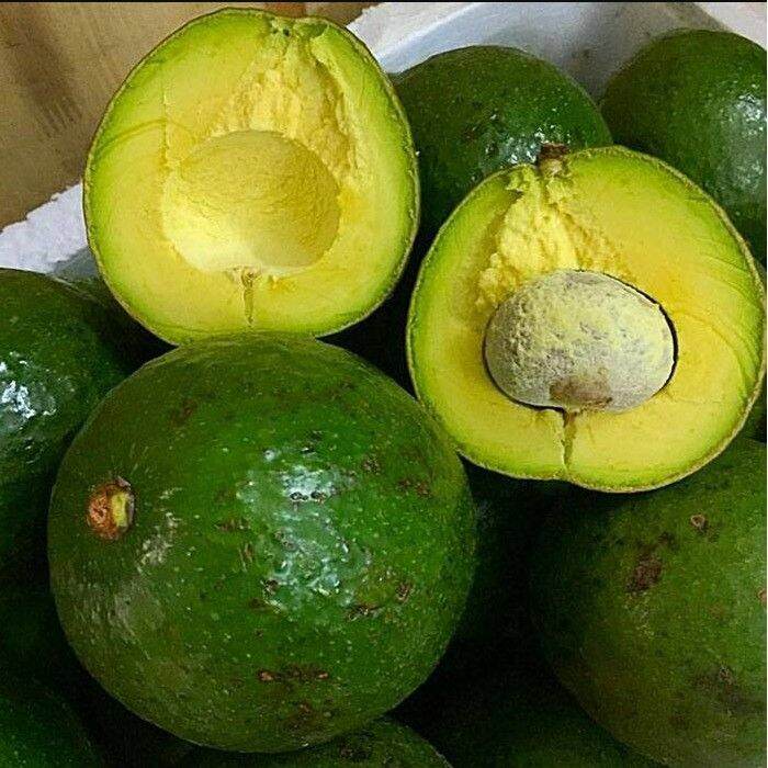 Paket 2 Bibit Alpukat Markus Khas Buah Besar Isi Super Daging Padat ...