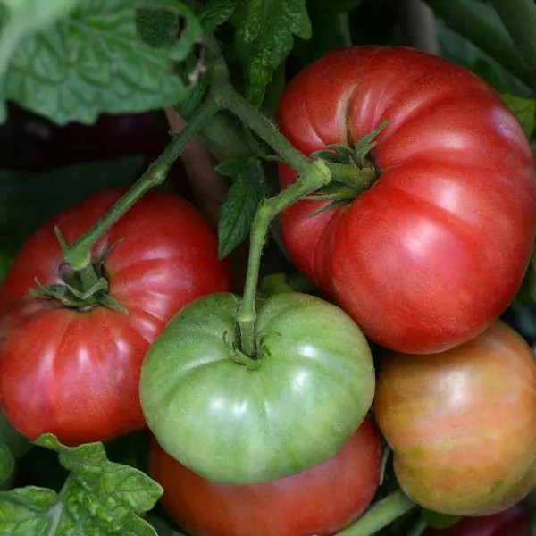 Tomato Seeds - Native Kinabalasa / Tagalog Kamatis Seeds(It's a seed ...