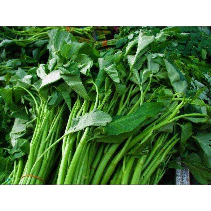 Chinese Kangkong Water Spinach Upland Seeds 50pcs | Lazada PH