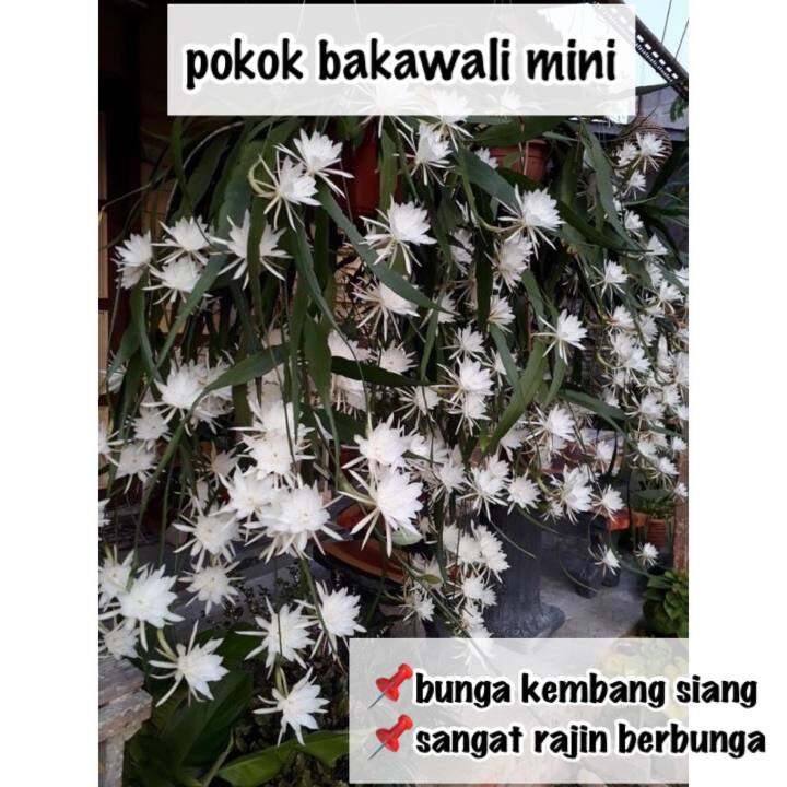 Keratan dan Pokok (cutting and live plant) bakawali mini, bunga putih ...