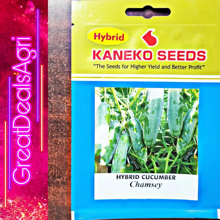 CHAMSEY HYBRID CUCUMBER SEEDS (85 SEEDS) KANEKO SEEDS | Lazada PH