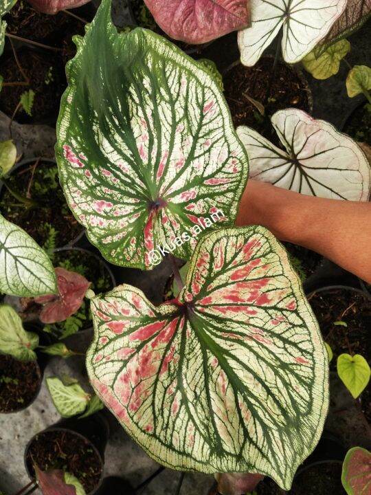 Keladi Caladium Hybrid Daruseta Daun Ganda Anakan | Lazada Indonesia