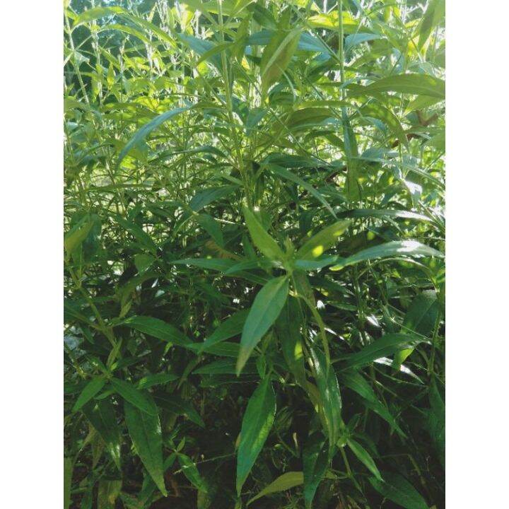 Serpentina Herbal Plant Seeds buy 1 take 1， 50 seeds (not plants ...